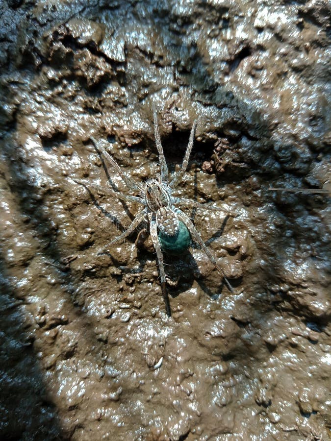 A Spider Carrying Eggs in the Rice Field Stock Image - Image of reptile ...