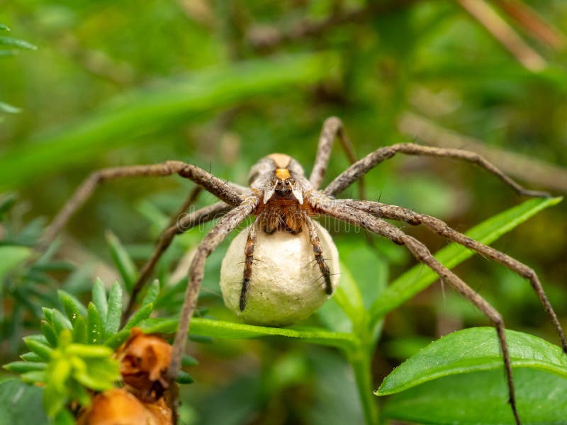 Spider carrying babies stock image. Image of hunter, mother - 42584895