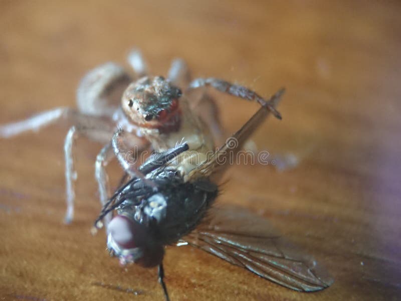 Spider catch the fly stock photo. Image of insect, flymacr - 239077992