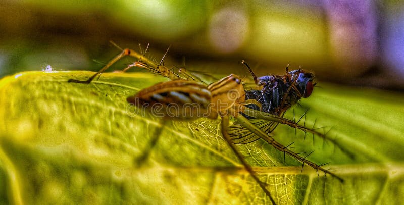 A spider catch a fly stock photo. Image of flower, spider - 272831358