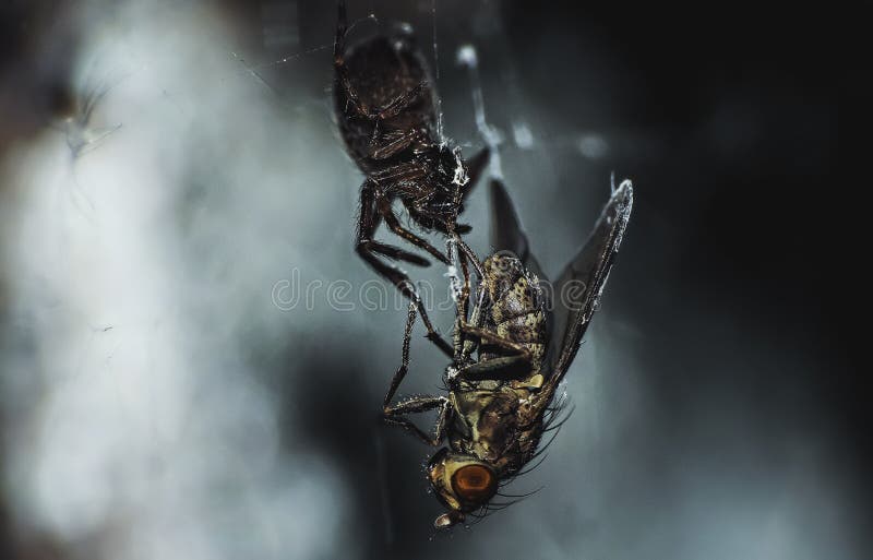 Spider Catch a Fly in Her Spider Web Stock Image - Image of predator ...