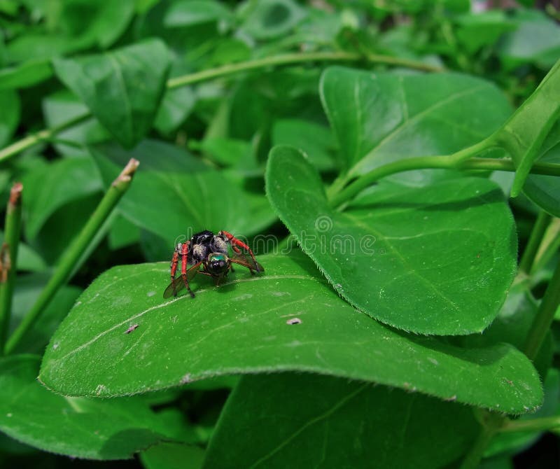 Spider stock photo. Image of macro, green, spider, eating - 43225758