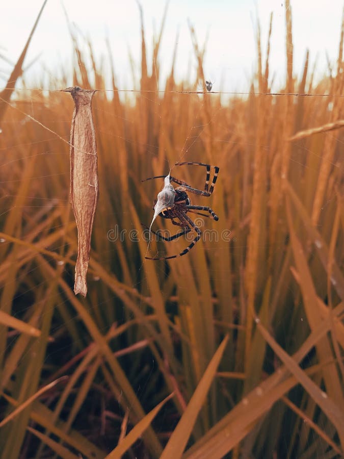 Spider Catch Prey among Ricefield Stock Image - Image of plant ...
