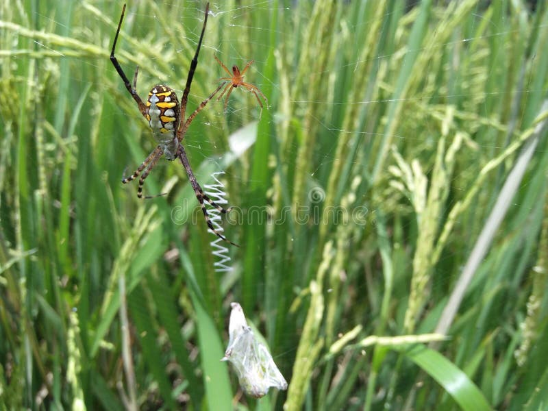 A spider catch the prey stock image. Image of plant - 241693927