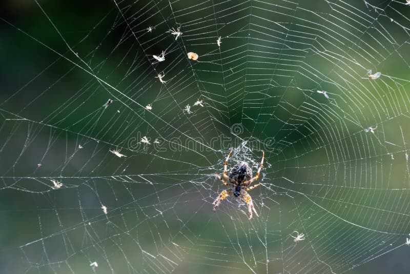 Spider with Catch in the Spider Web Stock Photo - Image of poison ...