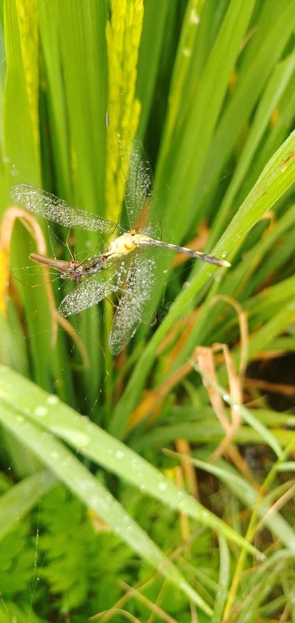 Spider catched Dragon fly stock photo. Image of pray - 204836358