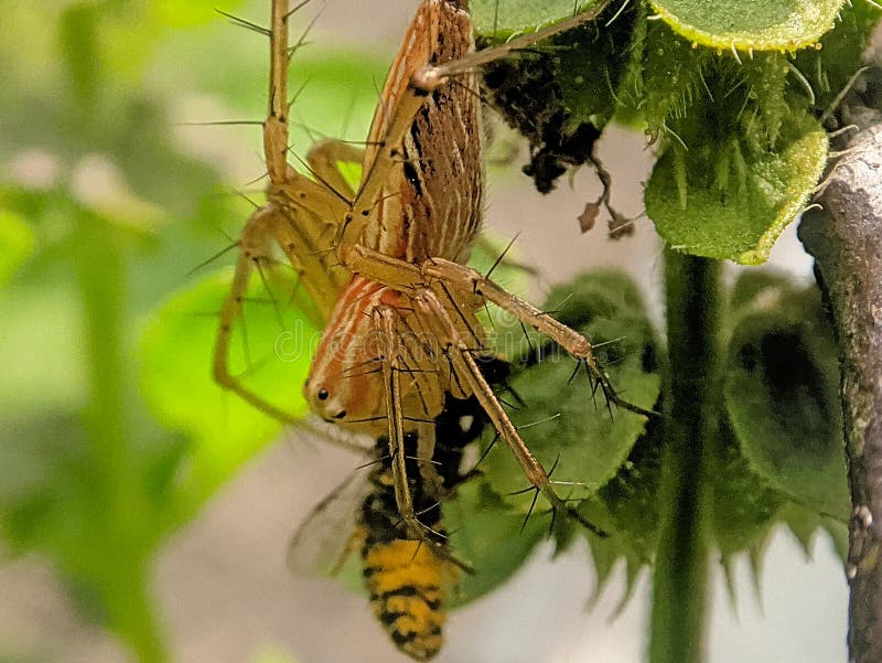 Spider Catches Bee in the Garden Stock Photo - Image of animal, nature ...
