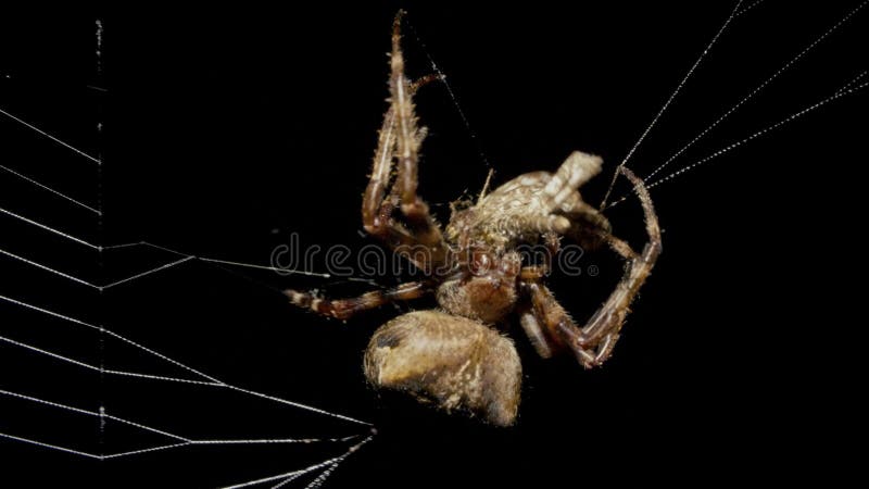 Spider Catches and Eat Butterfly in Spiderweb at Night Stock Video ...