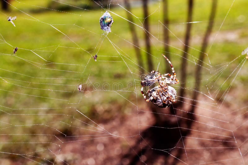 The spider caught the fly stock photo. Image of little - 196694252