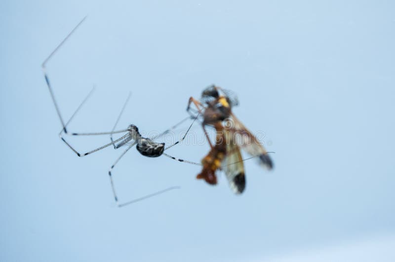 Spider catches dragonfly stock image. Image of prey, spider - 10858717