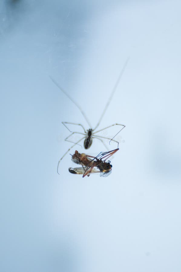 Spider catches its prey stock photo. Image of black - 119166310