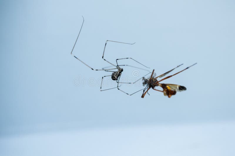 Spider catches its prey stock photo. Image of drapery - 119166276
