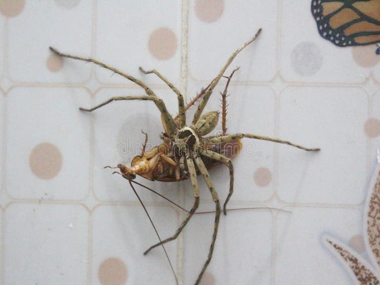 Spider Catching Cockroach on Home Bathroom Wall Stock Image - Image of ...
