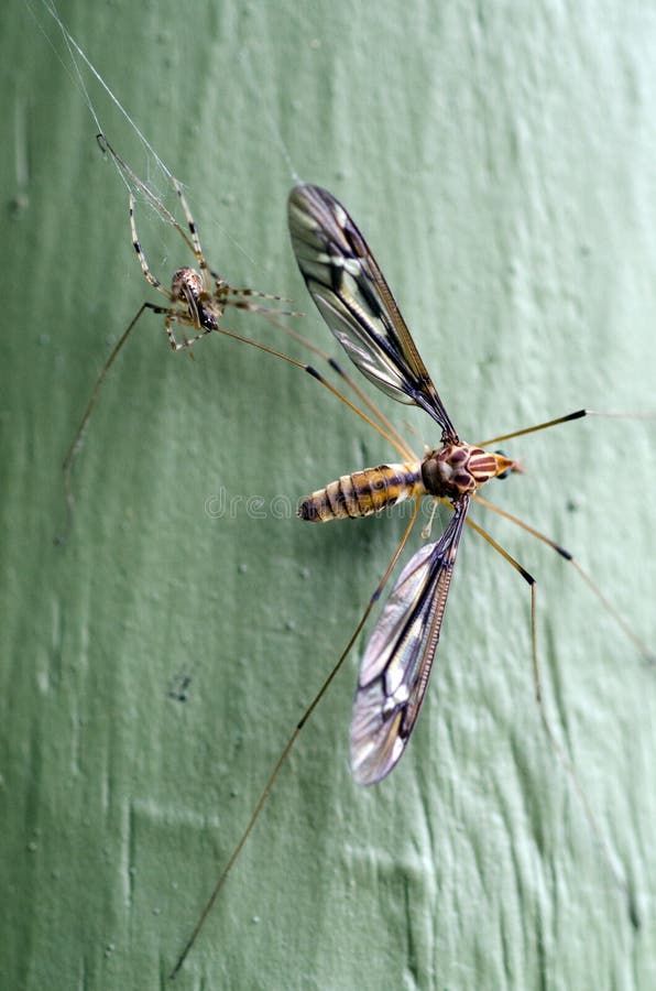 Spider Catching a Fly in His Cobweb Stock Photo - Image of pray, insect ...