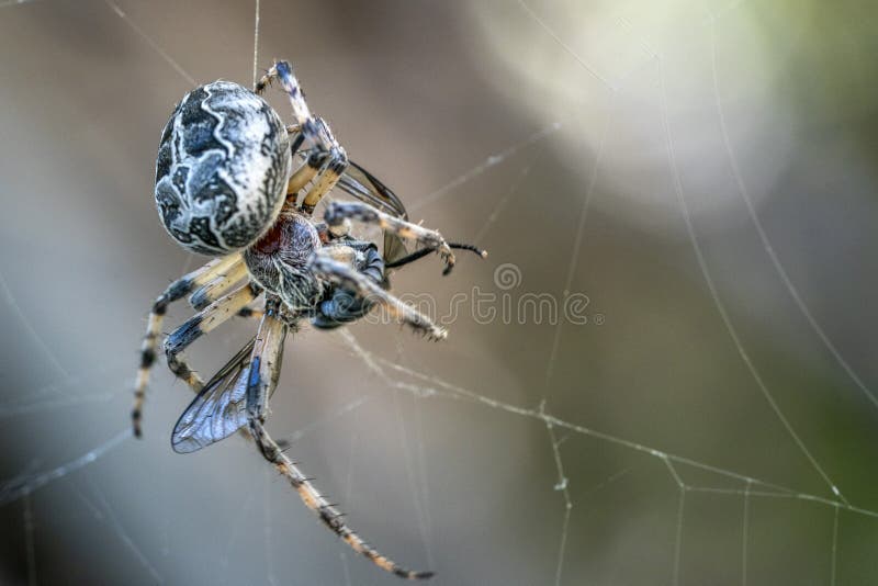 Spider catching a fly stock photo. Image of nature, trap - 189545188