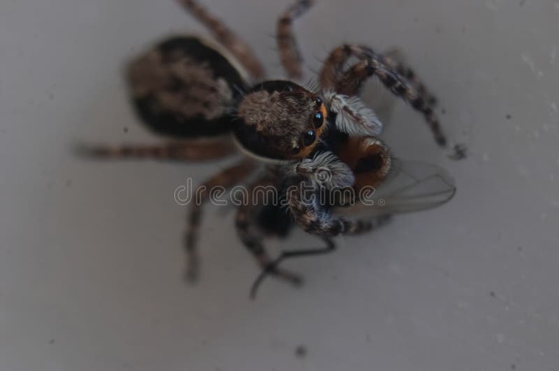 Spider catching fly stock image. Image of spider, brazil - 236682485