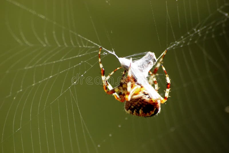 Spider catching fly in web stock image. Image of catch - 6818565
