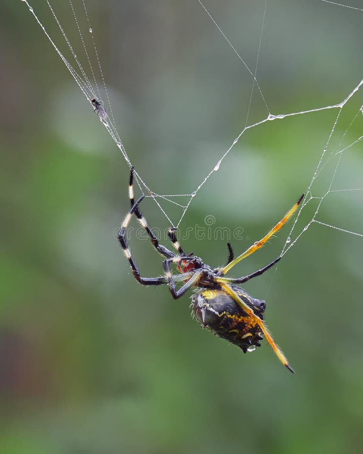 Spider Catching His Dinner in the SpiderÂ´s Web Stock Image - Image of ...