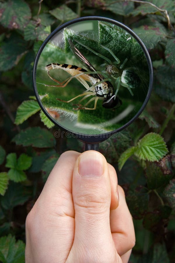 Spider Catching Hover-Fly stock photo. Image of hover - 5057176