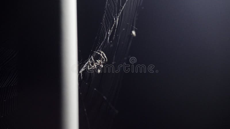 Spider Catching Moth in Web Illuminated by Streetlight at Night Stock ...
