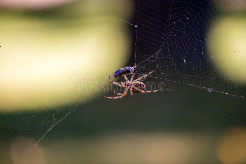 Spider Catching Prey- Capture the Moment a Spider Catches Its Prey in ...