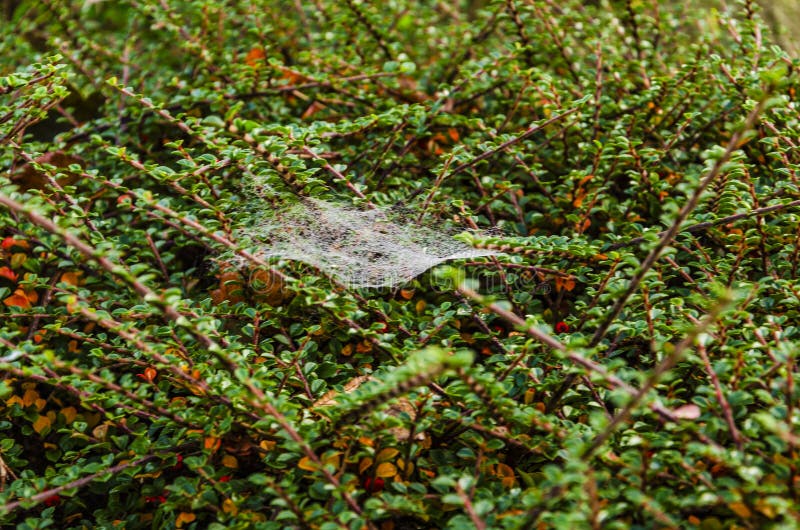 Spider or Caterpillar Web in the Mist Spun on a Catoneaster and ...