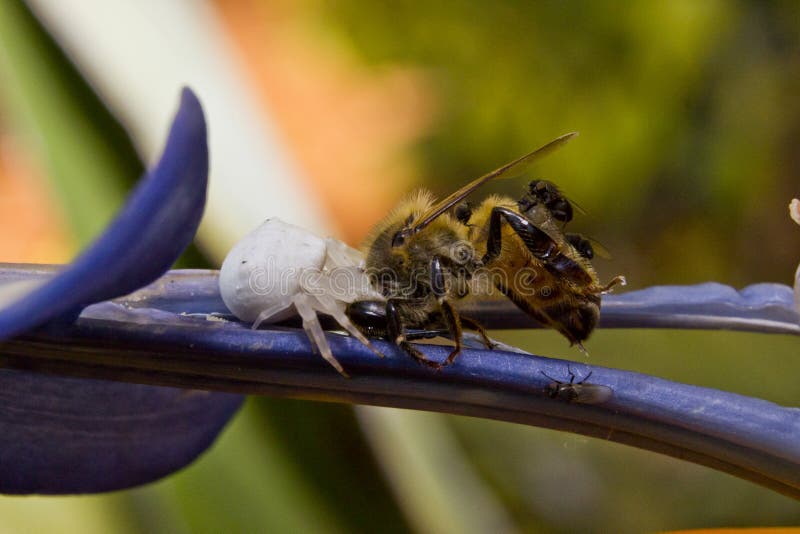 Spider caught a bee stock photo. Image of flower, wasp - 180082612
