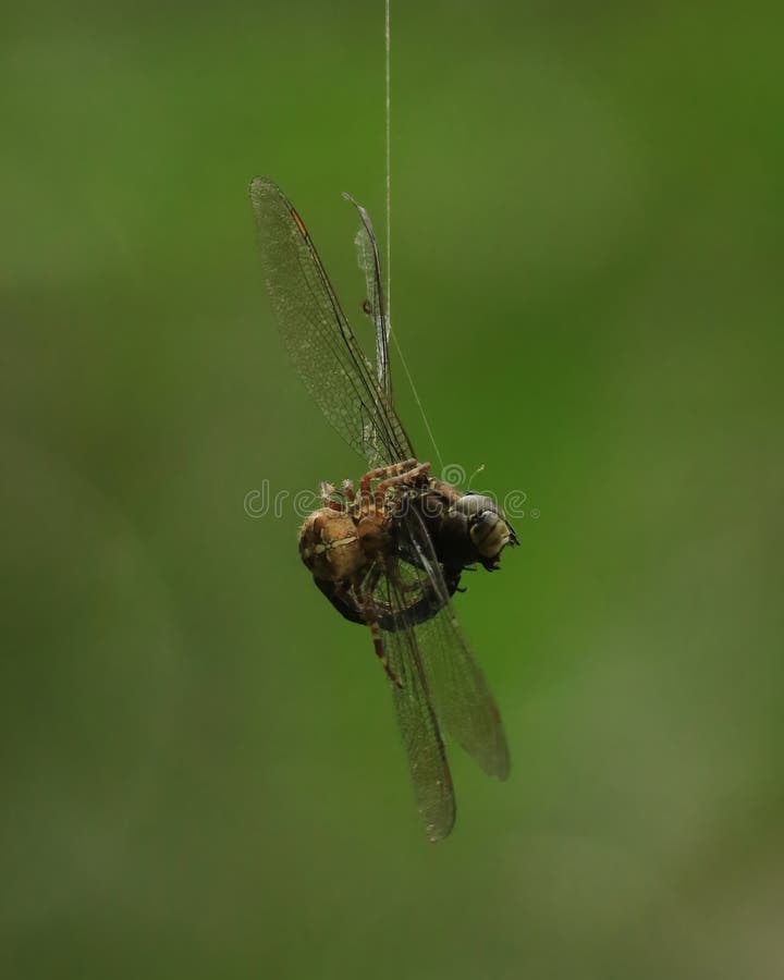 A Spider that Caught a Dragonfly Stock Image - Image of canada ...
