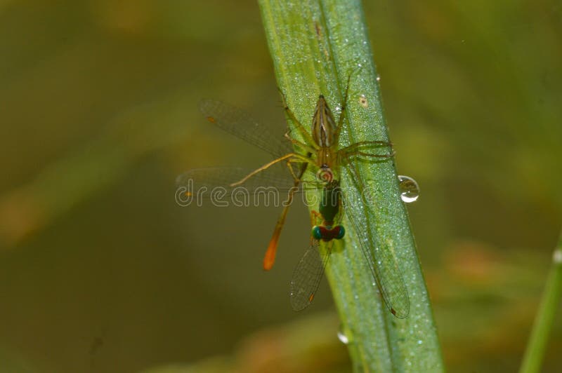 Spider Caught Dragonfly Predator with Prey Stock Image - Image of ...
