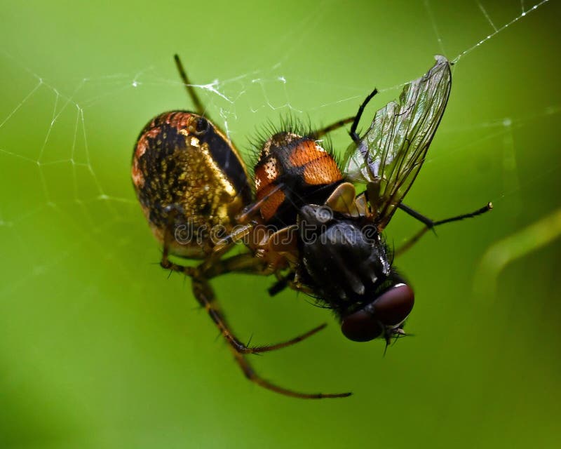 A Spider that Caught a Fly in Close-up Stock Image - Image of caught ...