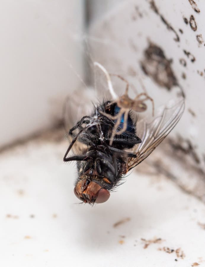 The Spider Caught a Fly in the Web. Stock Image - Image of animal ...
