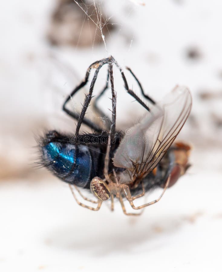 The Spider Caught a Fly in the Web. Stock Photo - Image of leaf, white ...