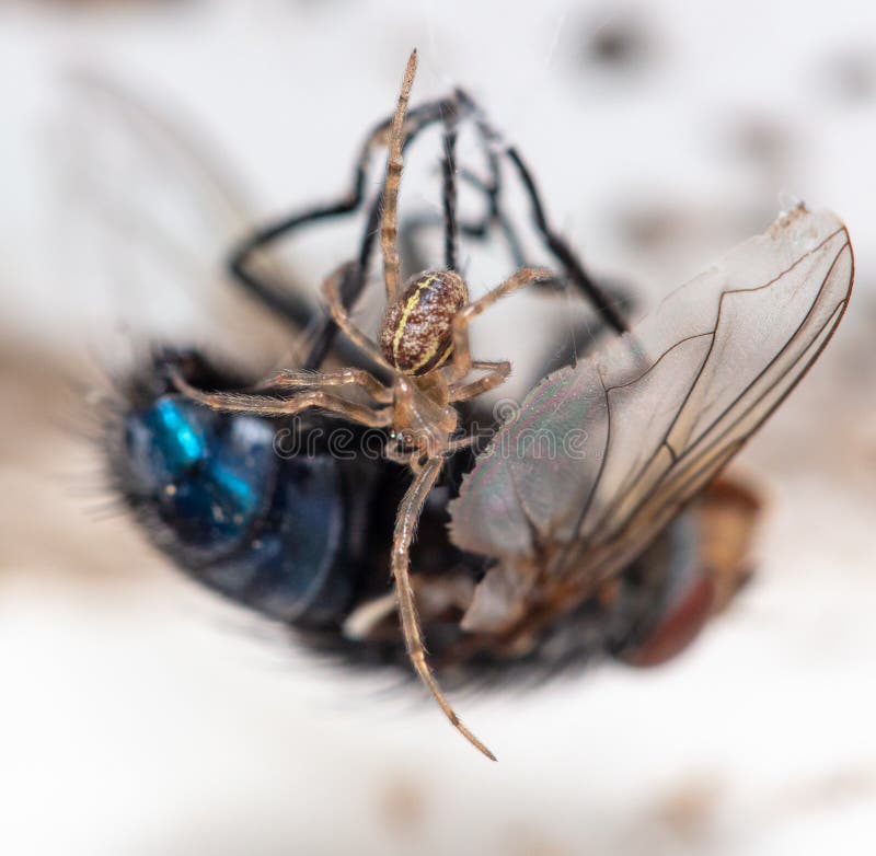 The Spider Caught a Fly in the Web. Stock Photo - Image of hunting ...