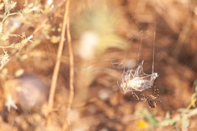 The Spider Caught Its Prey in Its Web Stock Photo - Image of animal ...