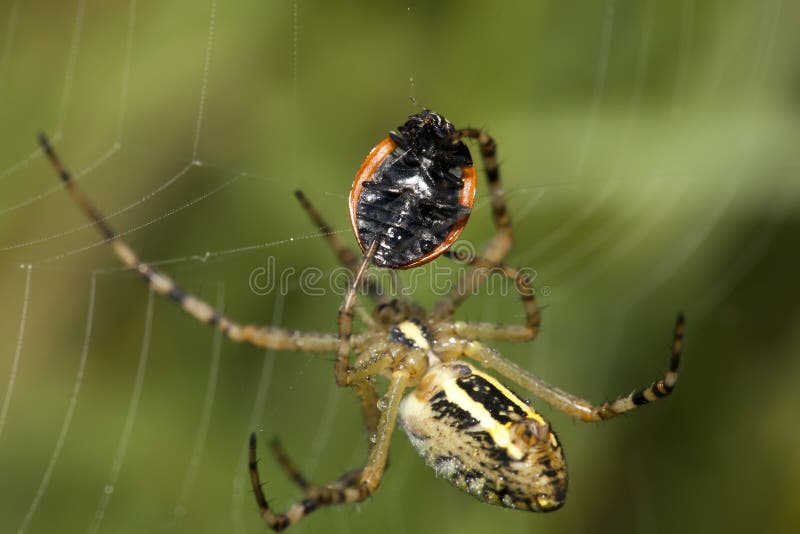 Spider caught a ladybug stock image. Image of abdomen - 71953719