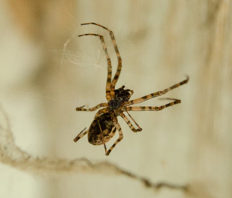Spider Caught Little Fly on Web Stock Image - Image of legs, poison ...