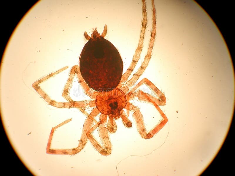 Spider Cell and it& X27;s Body Stock Image - Image of cell, body: 220865215