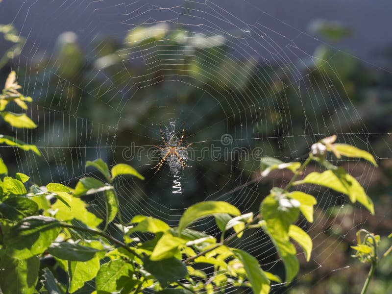 A Spider in the Center of a Circular Trapping Net among Branches with ...