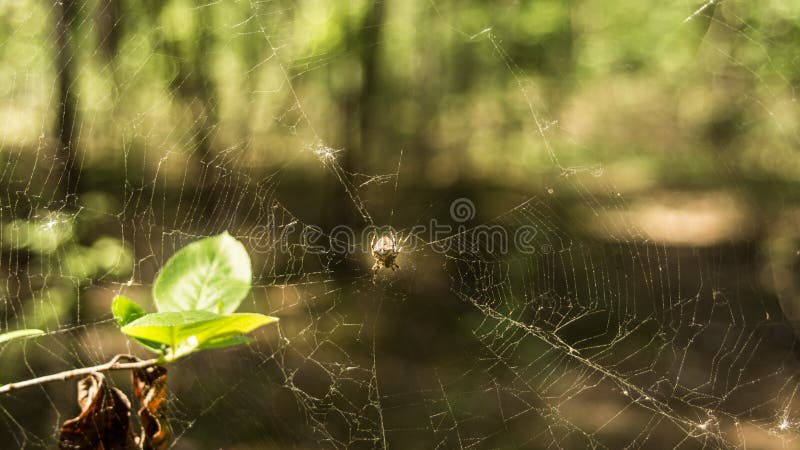 Spider at the Center of the Web in the Forest Stock Image - Image of ...