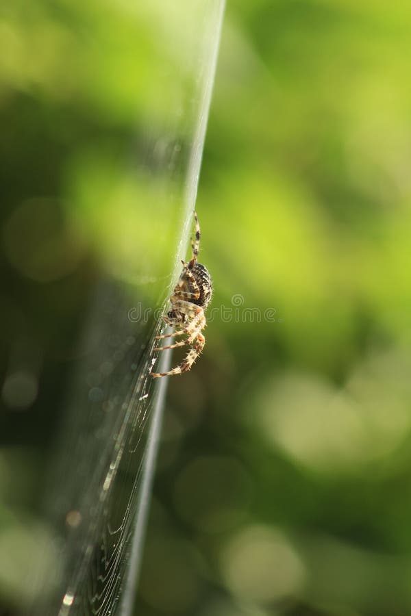 Spider in center of web stock image. Image of white, view - 77668699