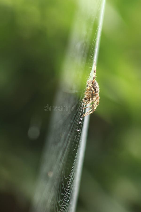 Spider in center of web stock photo. Image of space, focus - 77668760