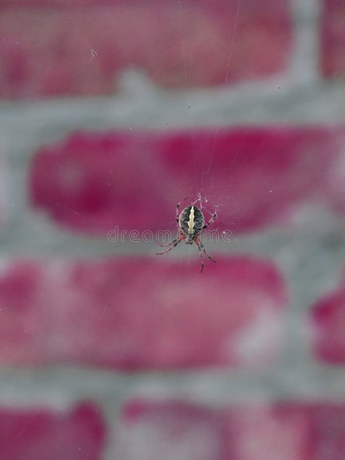 A Spider is Centered Against a Blurred Red and Gray Brick Wall ...