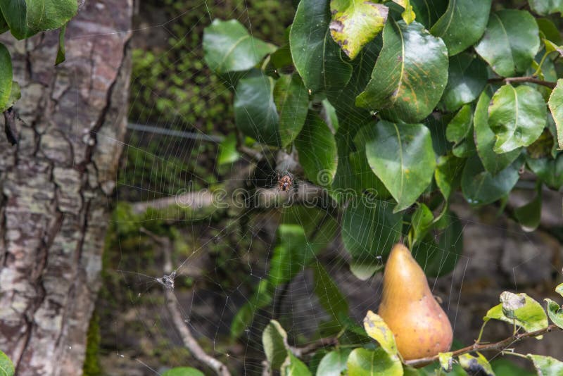 A Spider in the Centre of Its Web Attached To a Pear Tree Stock Image ...