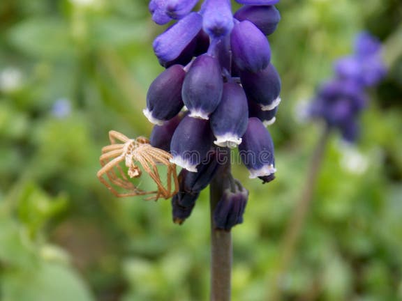 Spider Changed Its Clothes on the Flower Stock Photo - Image of food ...