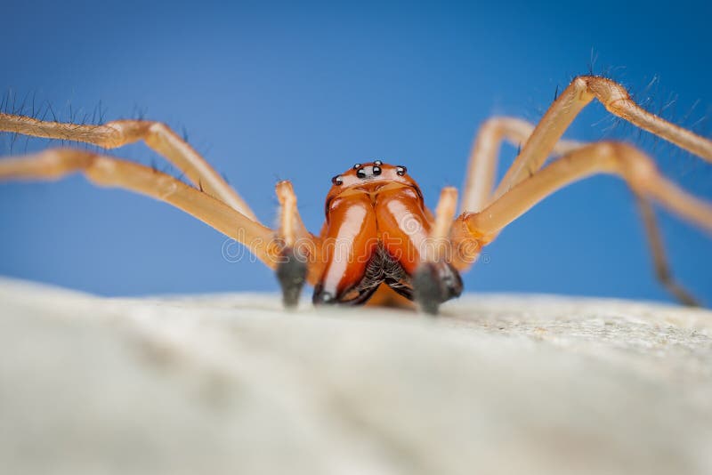 Macro Closeup of a Poisonous Spider with Large Fangs and Big Legs Stock ...