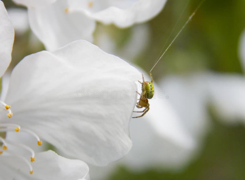 Spider on a cherry blossom stock image. Image of garden - 115167897