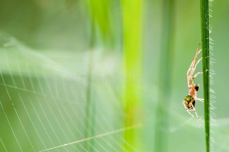 A spider climbing a branch stock illustration. Illustration of branch ...