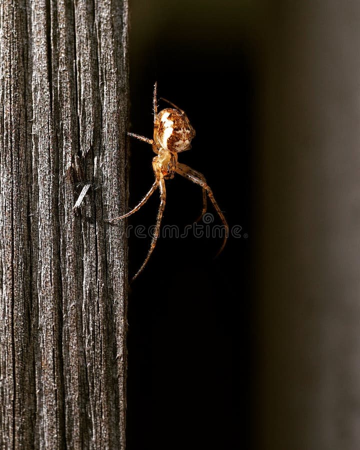Spider Descending On The Web Stock Photo - Image of leaf, invertebrate ...