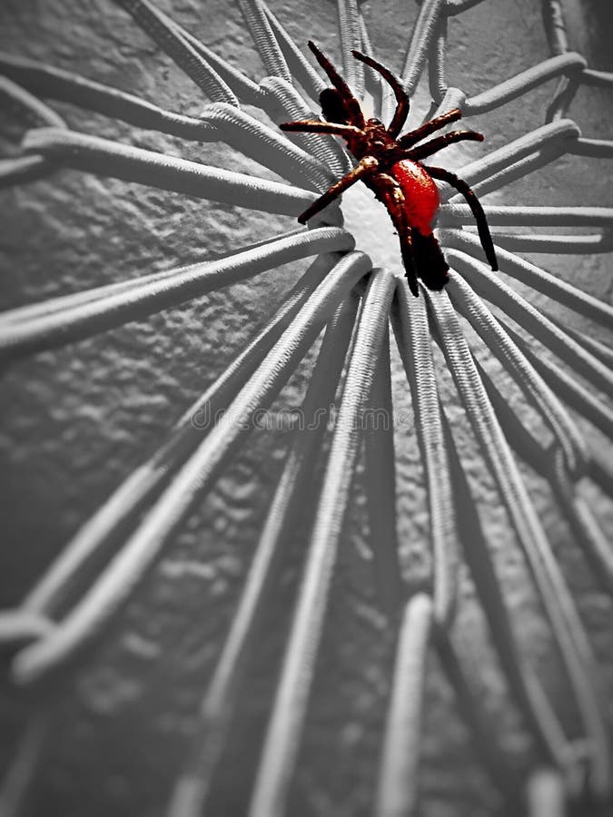 Spider stock image. Image of climbing, spider, feet, short - 63032049