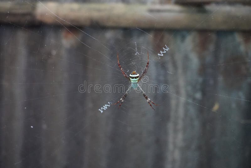 Spider Climbing in Spider Net. Stock Image - Image of dangerous, spooky ...